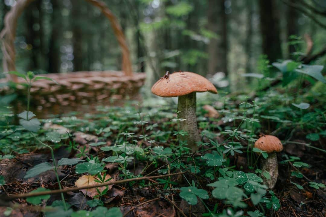 Exploring Wild Psilocybin Mushrooms: Identification and Foraging Guide