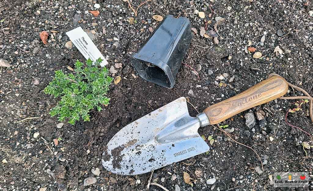 Planting Vegetables: How to get the Timing Right