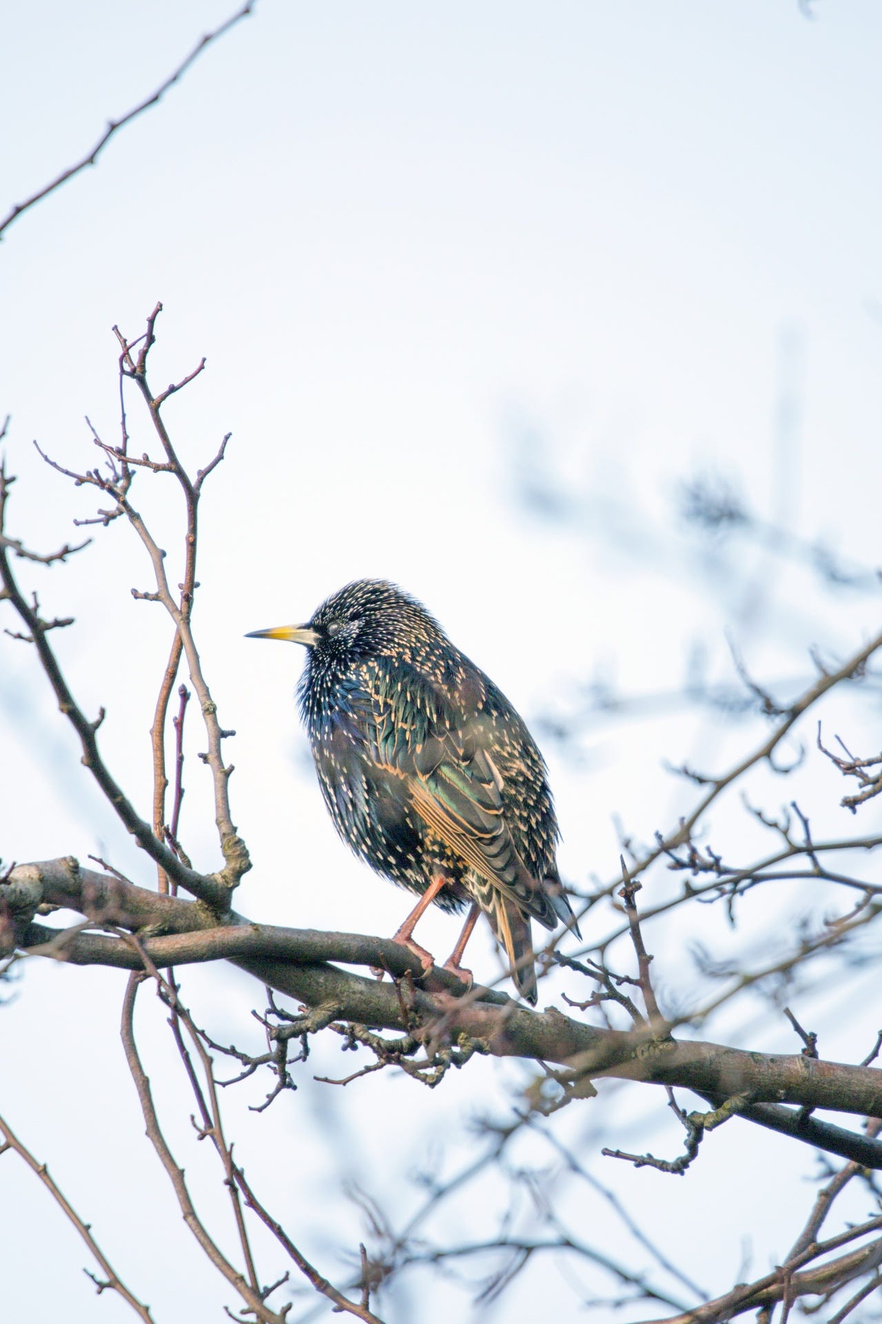 "Starlings in Winter" by Mary Oliver - by Rebecca D. Martin