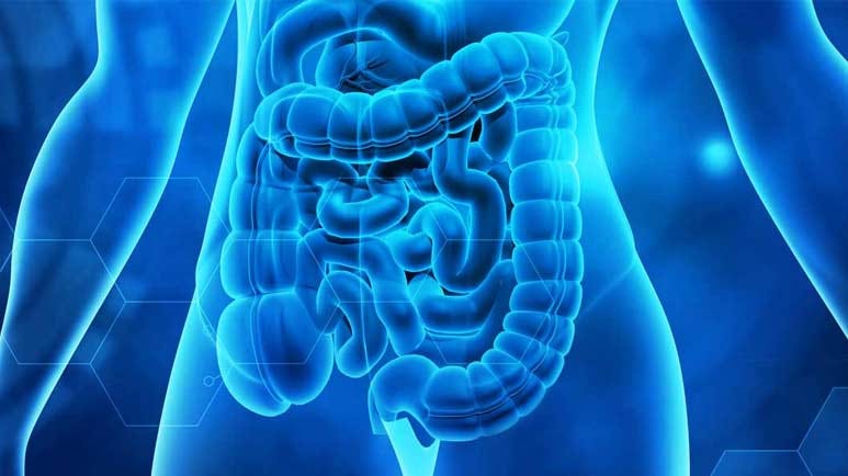 What Are the Keys to Optimal Digestion?