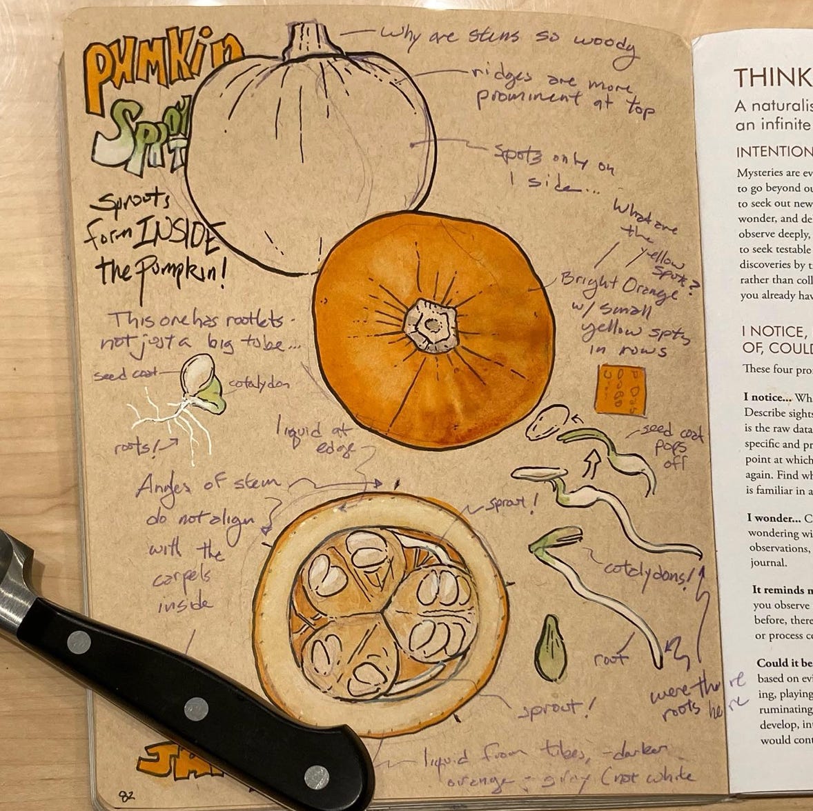 Intro to Nature Journaling - by Wendy MacNaughton