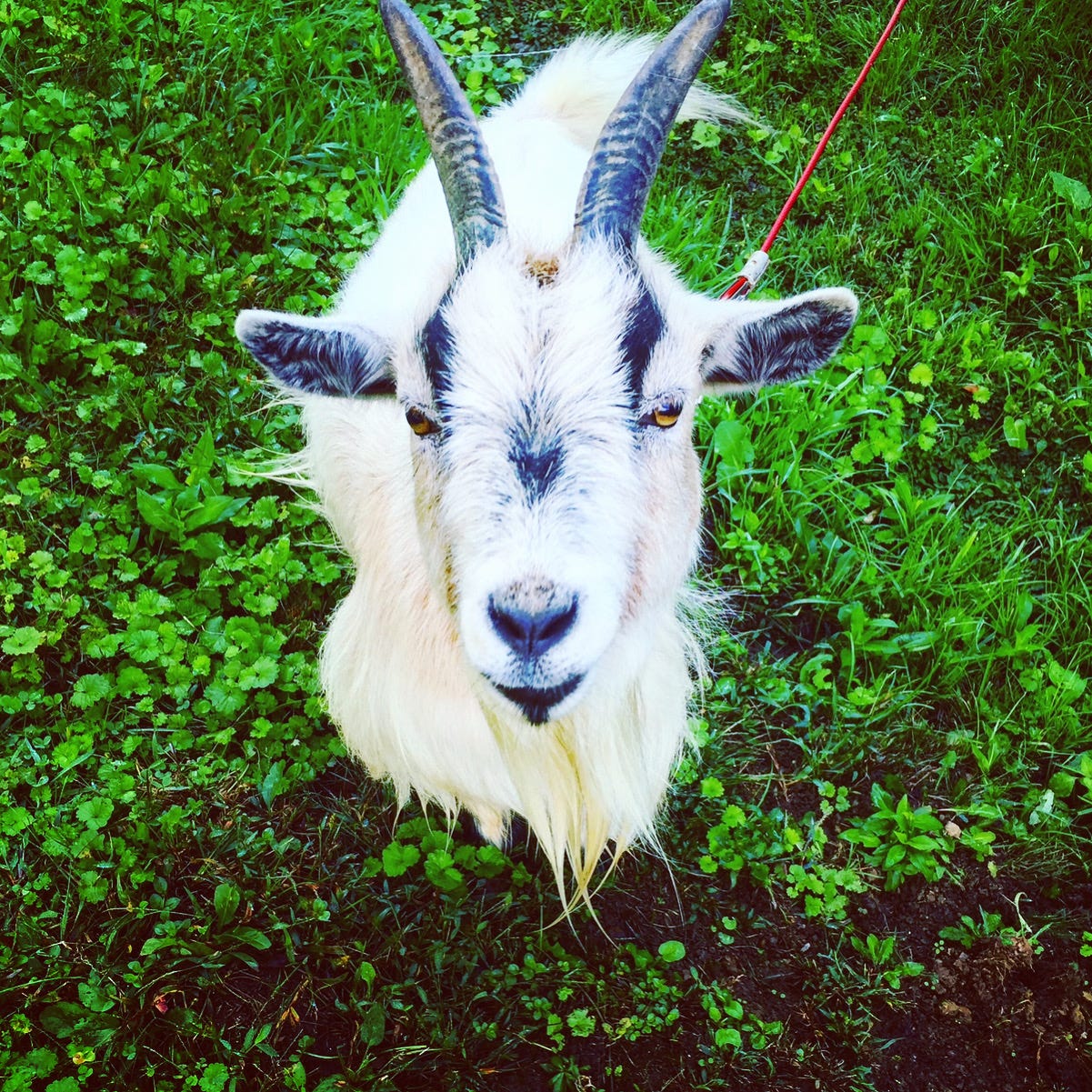 A Salad Celebration 🎉 - by emily nunn