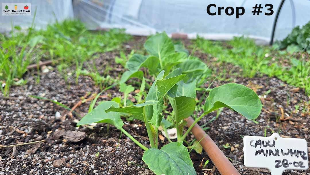 April 2024 Planting Guide and Garden Update