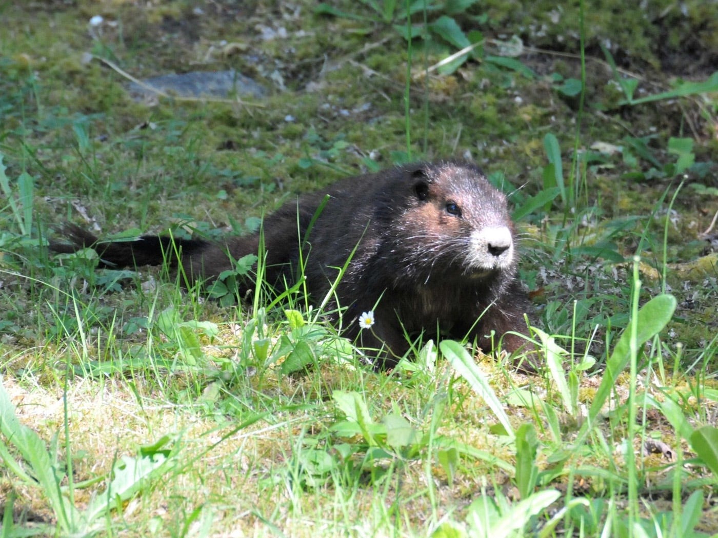 The Vancouver Island Marmot: Canada’s Conservation Comeback Story