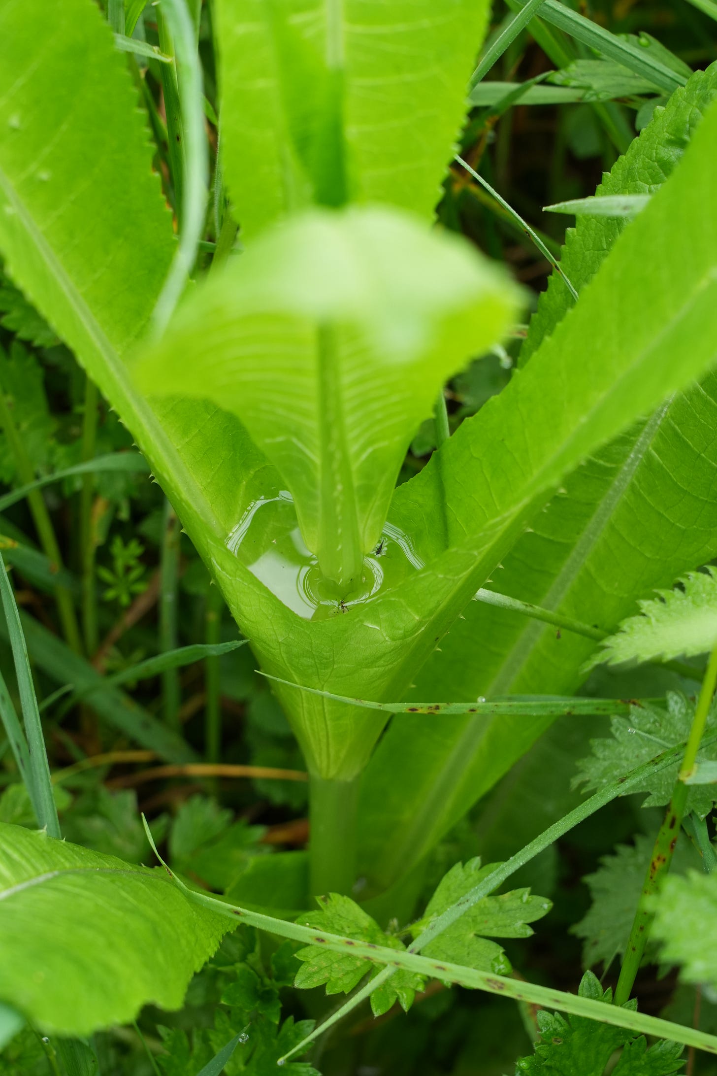 Dipsacus fullonum | Teasel