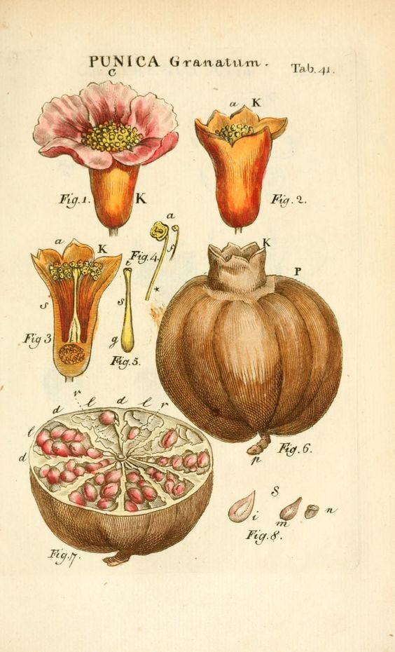 Persephone's Pomegranates: Mythological/Religious Symbolism & Early ...