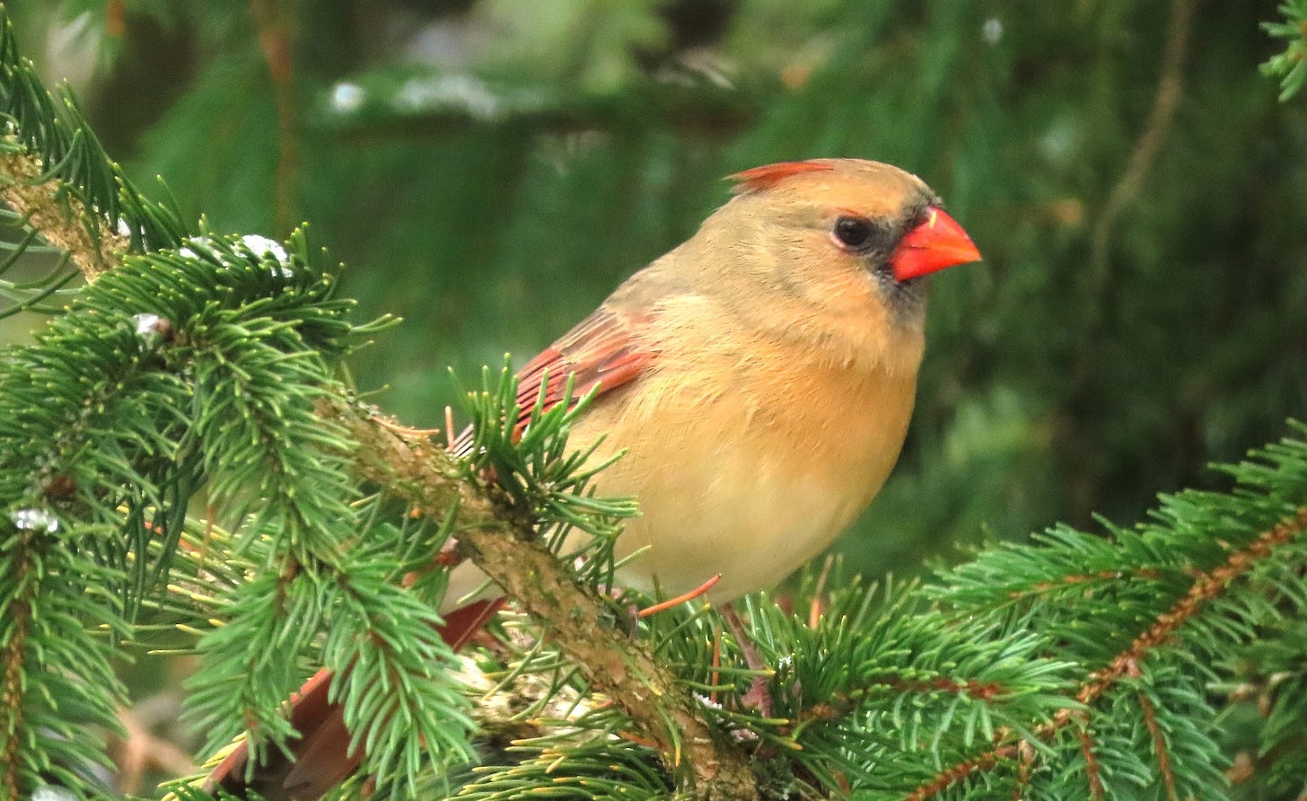 Join a Christmas Bird Count Near You Join a Christmas Bird Count Near You