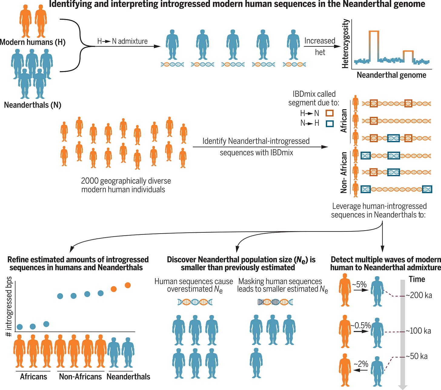 Ancient Interactions: Homo sapiens and Neanderthals' 200,000-Year ...