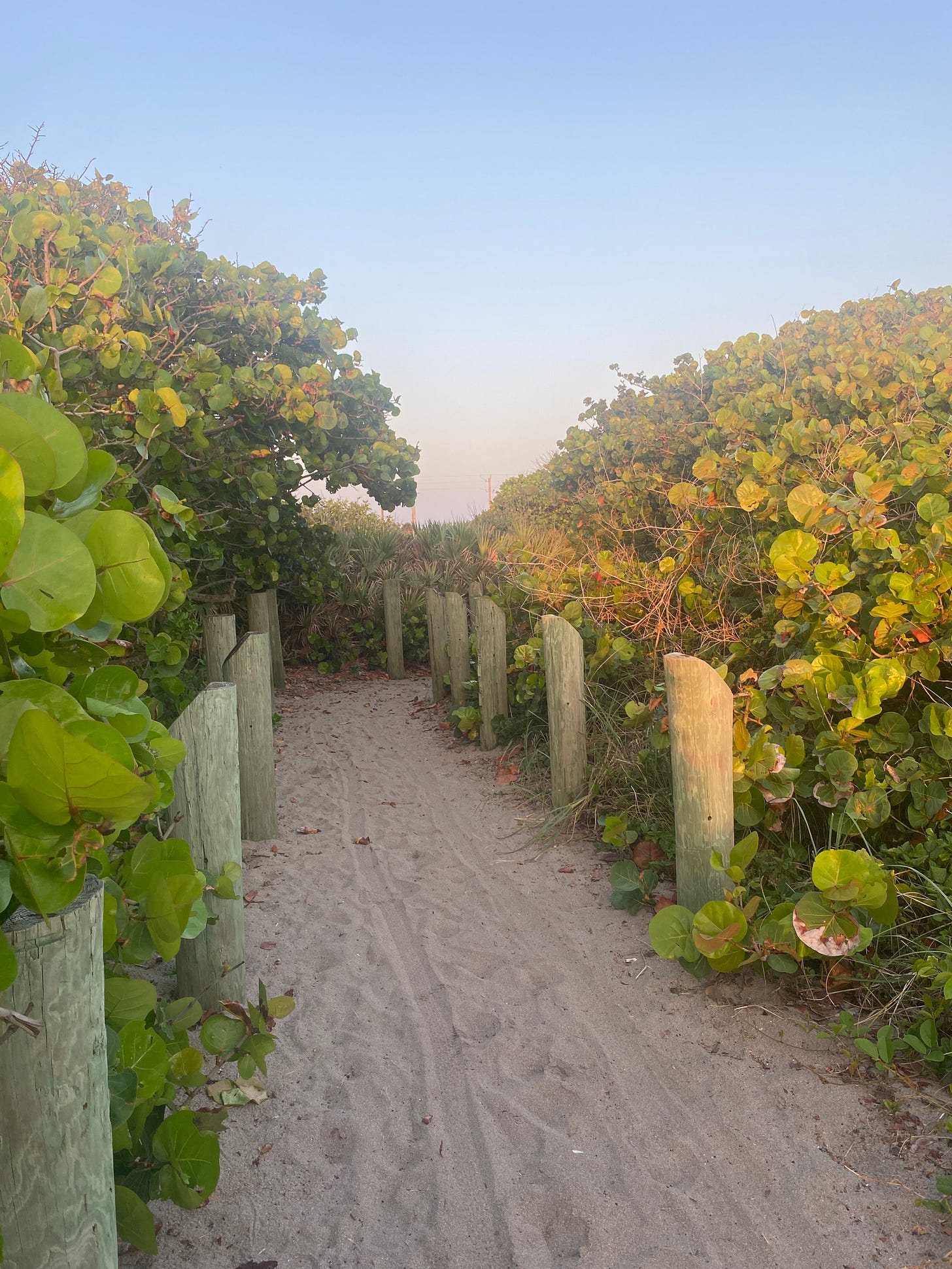 Practicing | Lynn Steger Strong | Substack