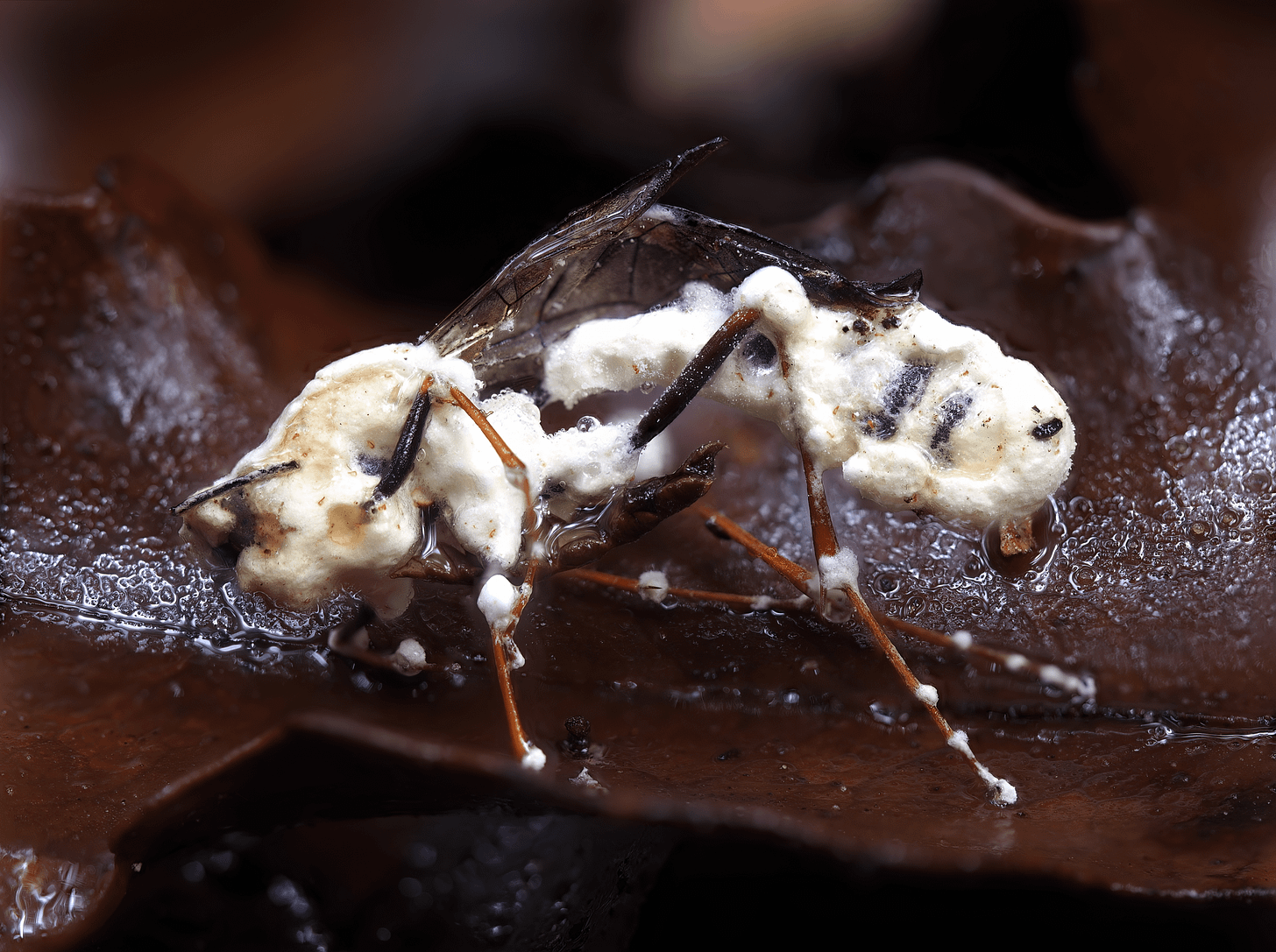 Zombie Apocalypse of the Insect World: A Closer Look at Cordyceps