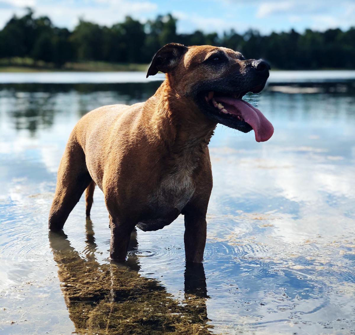 Fenbendazole for Canine Cancer: How It Works, Research, and Practical Use in the Ruby Protocol