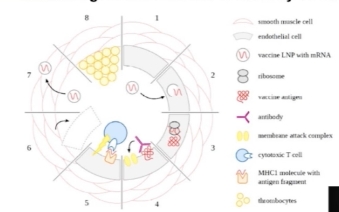 ☕️ BIO SHOCKS ☙ Monday, June 5, 2023 ☙ C&C NEWS 🦠