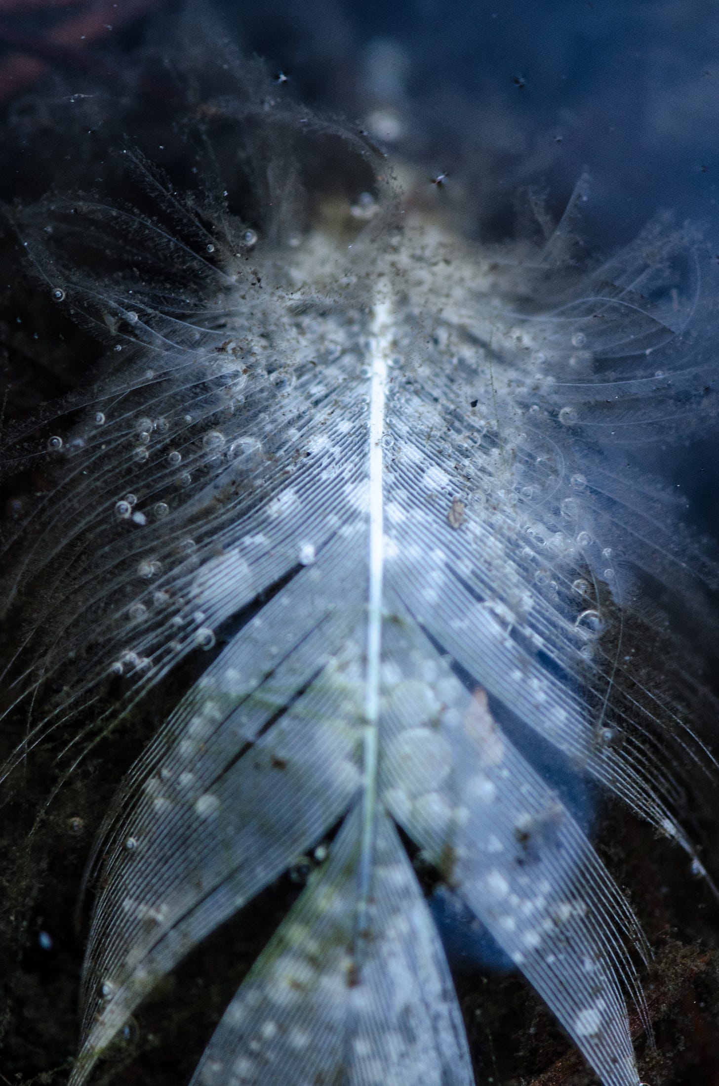 shattered - by Audrey Menard - Audrey’s Substack