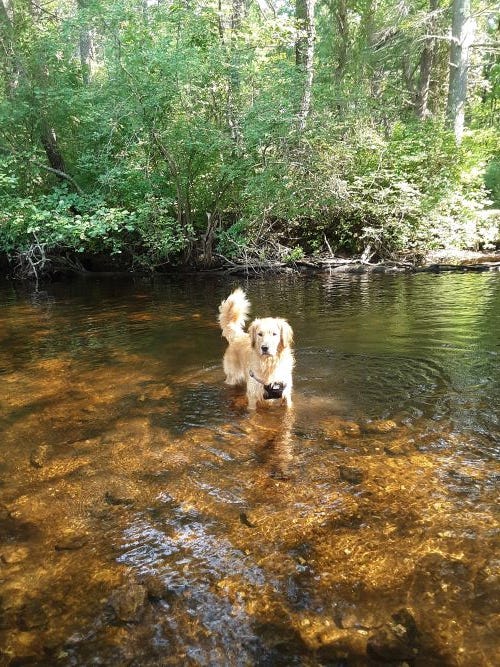 Hiking Arcadia Management Area in Rhode Island - by Sharon