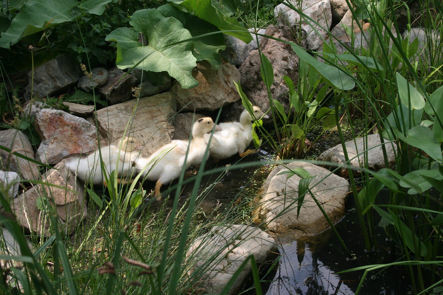 Balkan Ecology Project : Wildlife Pond Design, Planting and Management