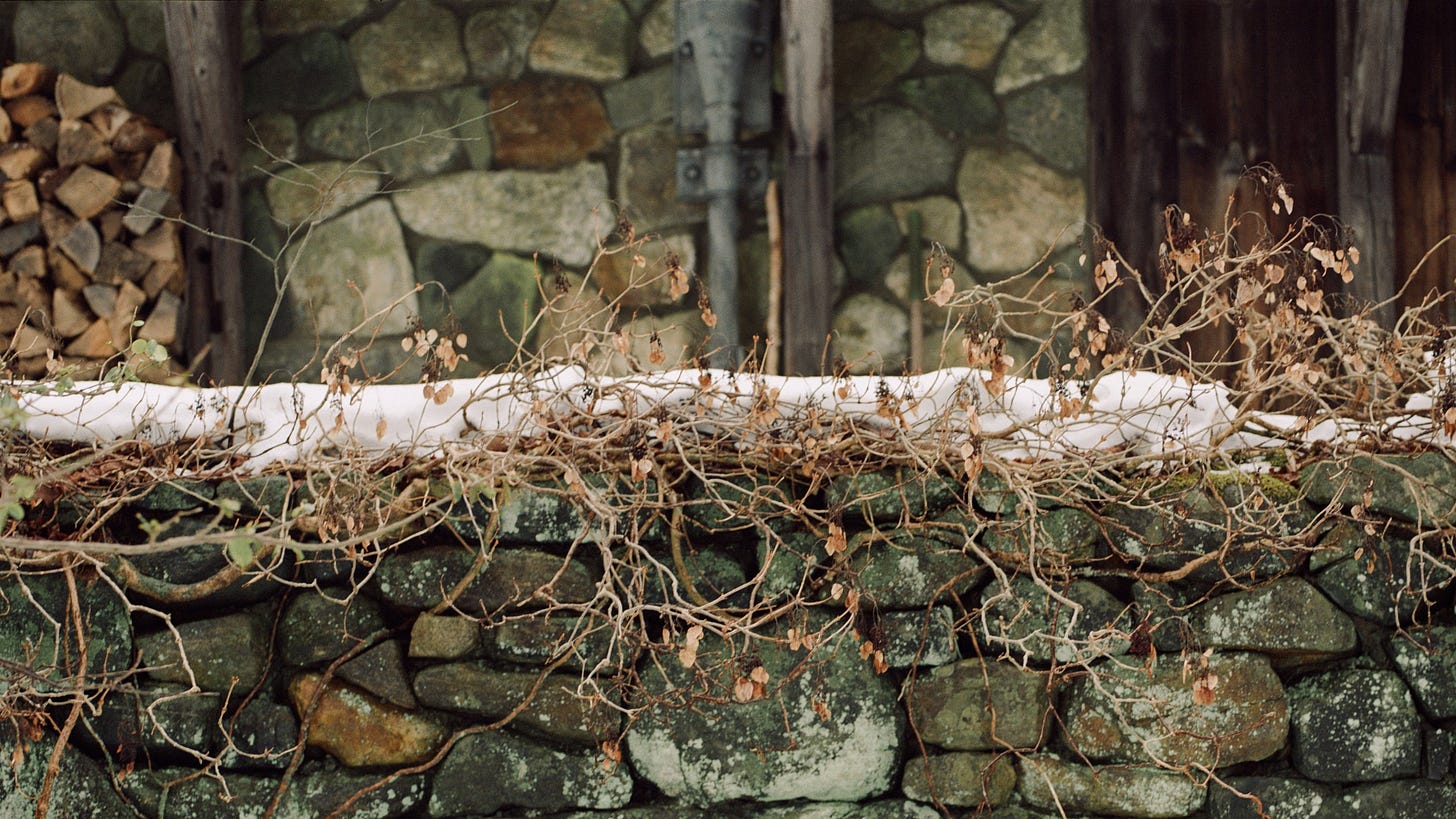 'Tis the Season - by Ilana Torbiner - Ilana’s Substack