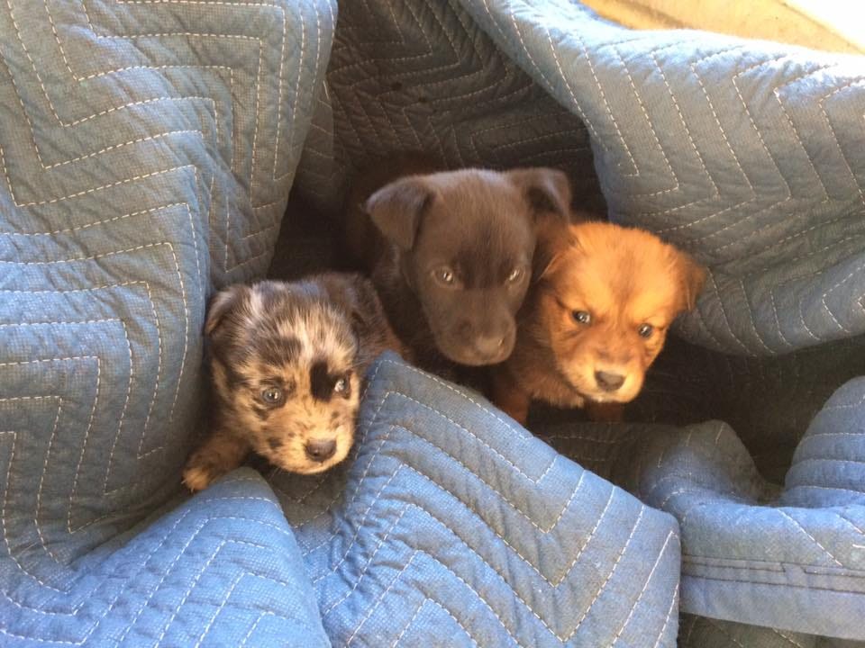 Spanish war dogs - Alan Huffman's What Happened