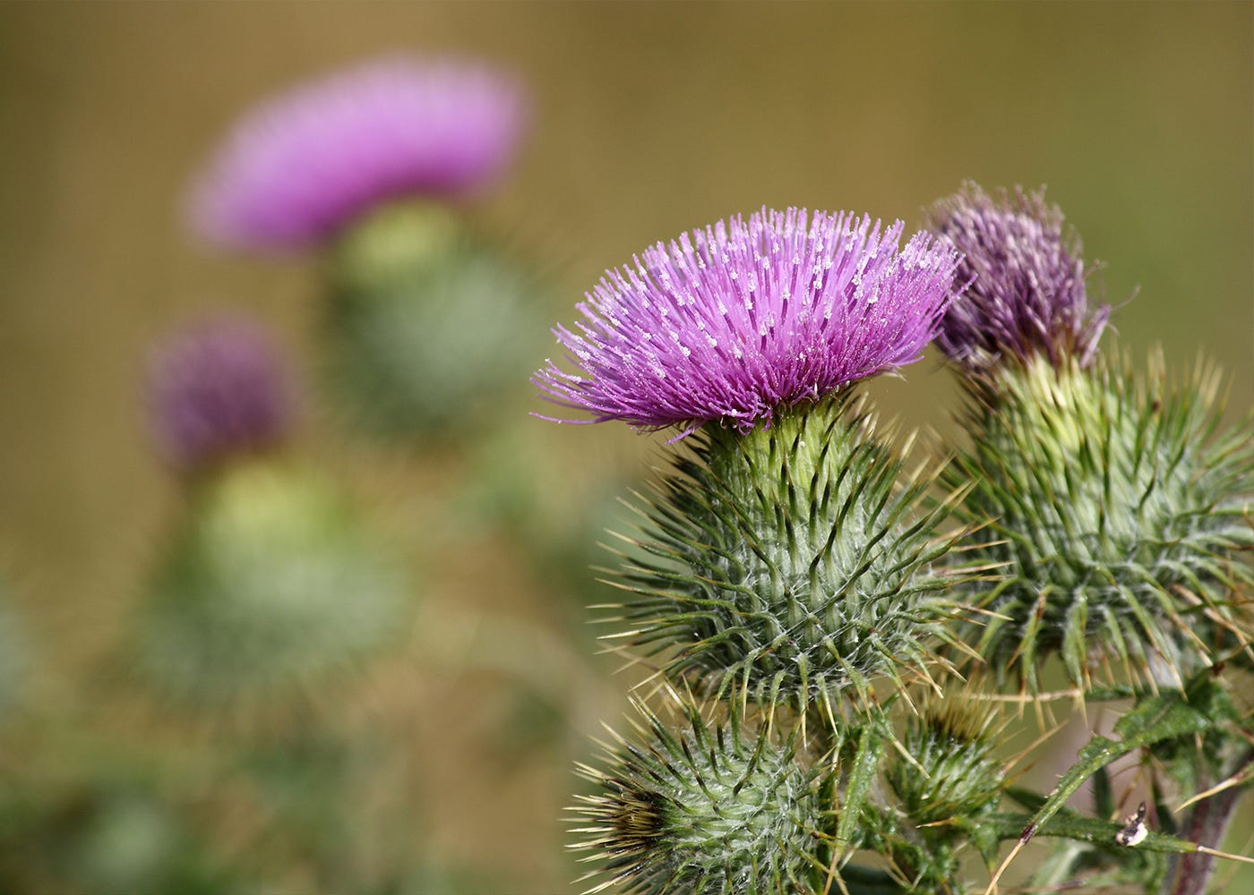 Symbols of Scotland - @Scotland