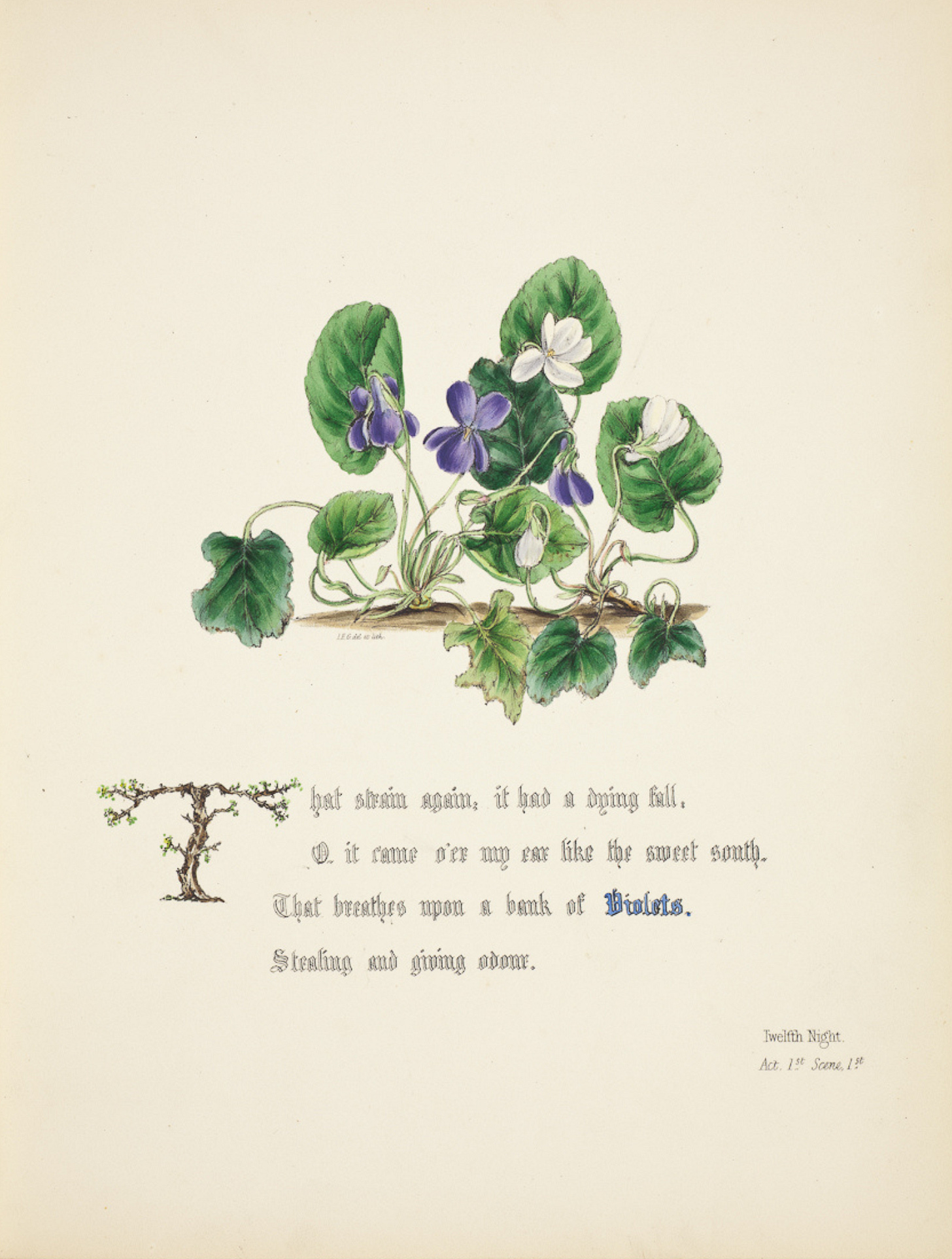 The Shakespeare Garden: Jane Elizabeth Giraud's Posies and Elizabethan ...