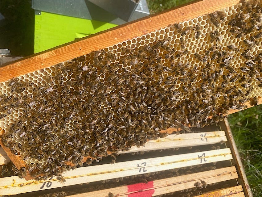 Techniques de récolte du miel - by Philippe Royer