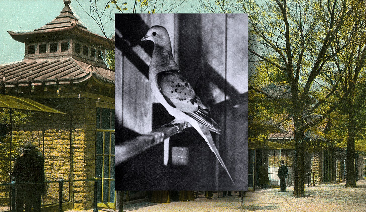 A Brief History of the Pigeons of Toronto - by Adam Bunch