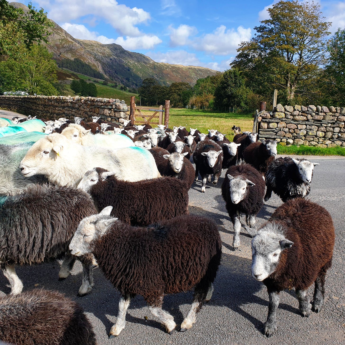 The Cumbrian Art of Counting Sheep - by Lindsay