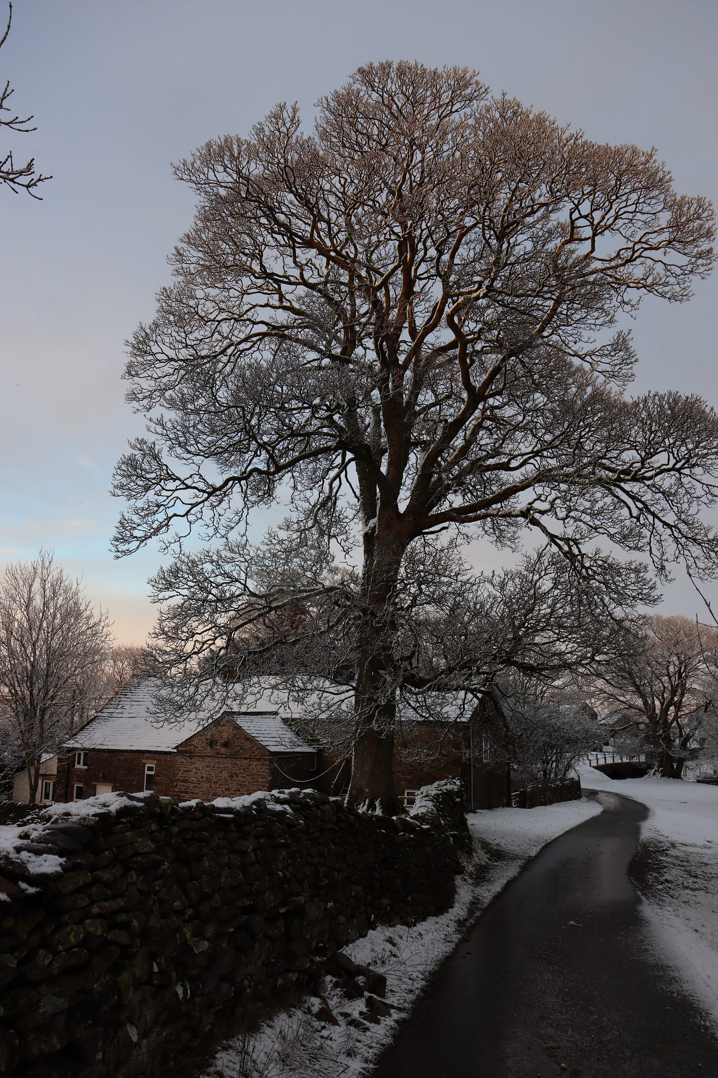 The True Tragedy of Sycamore Gap - by Amy Sanderson