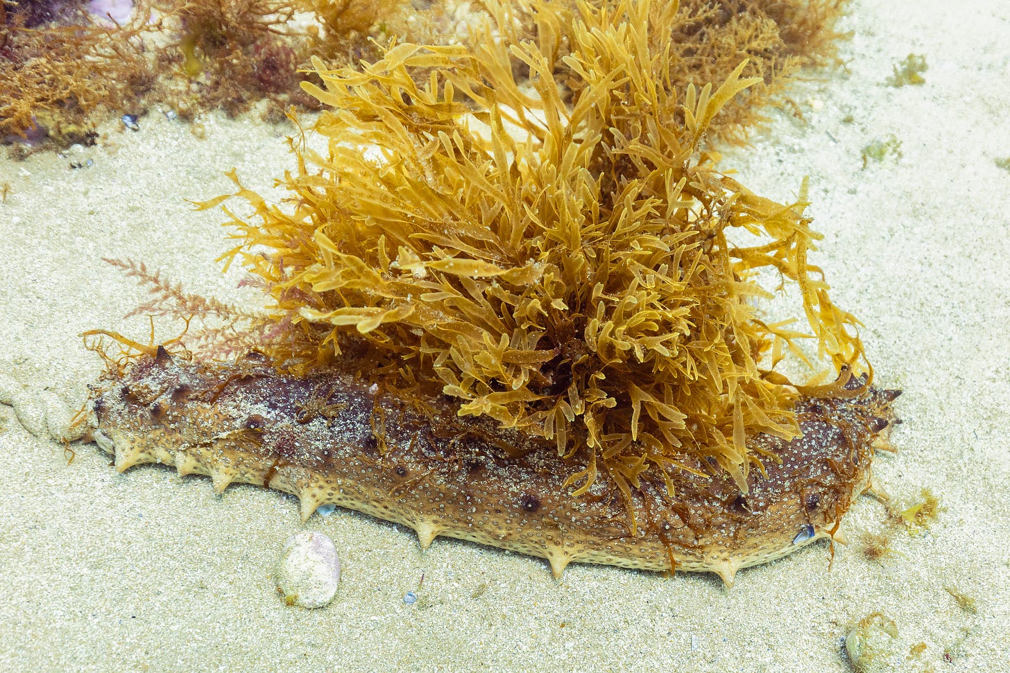 Los pepinos de mar protegen los arrecifes – Myrmarachne