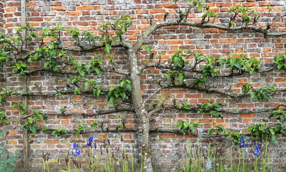 5 Ways Grow Vertically in your Gardening - by Gretchen