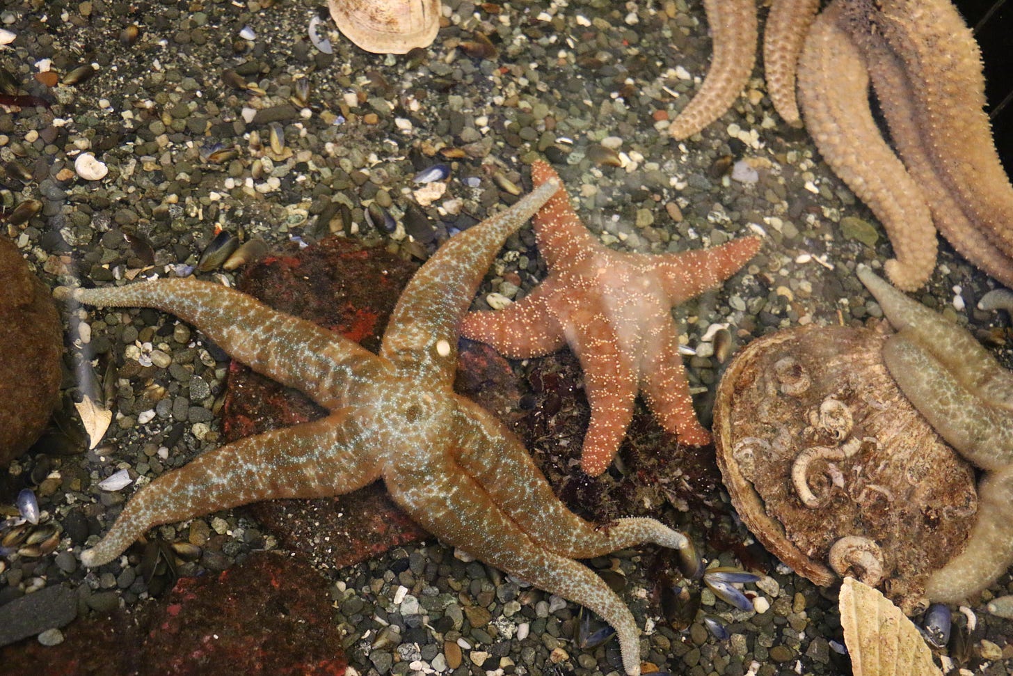 Experience the Wonders of Alaska's Marine Life at the Alaska Sealife Center