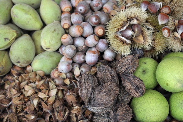 50+ Edible Wild Fruits and Berries | Practical Self Reliance