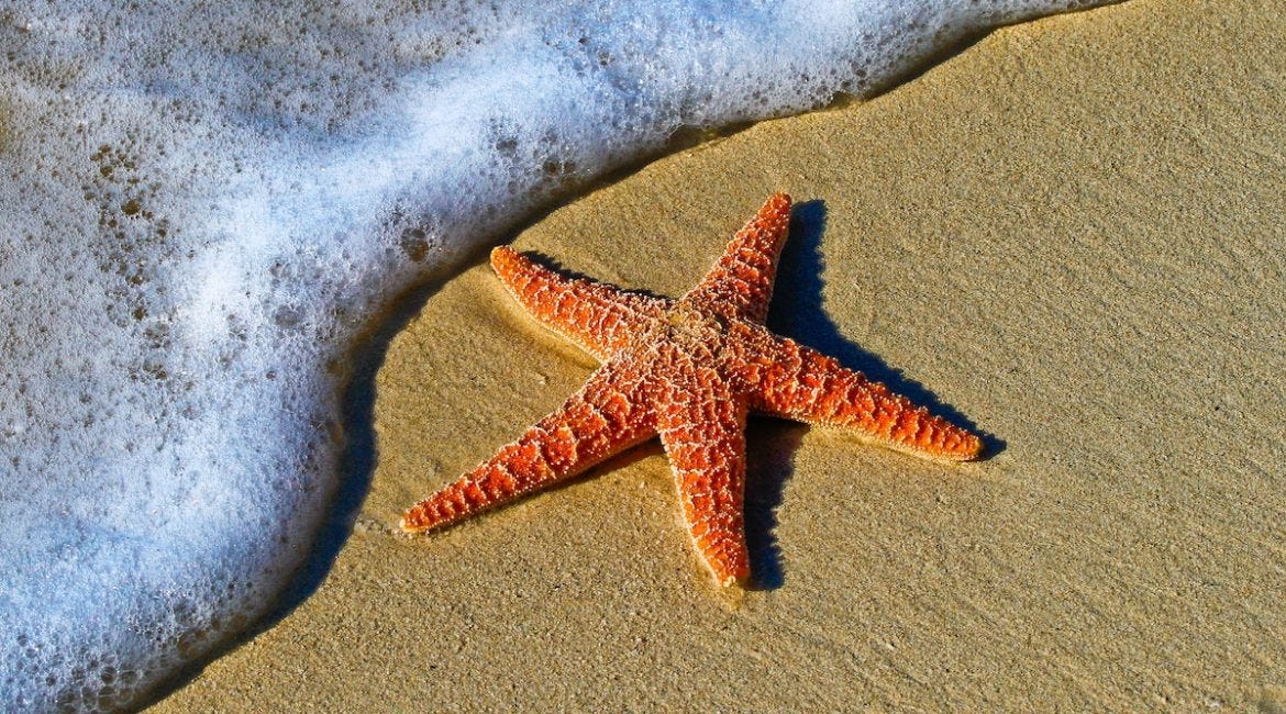 The Star Thrower - by Allison Gill - The Breakdown