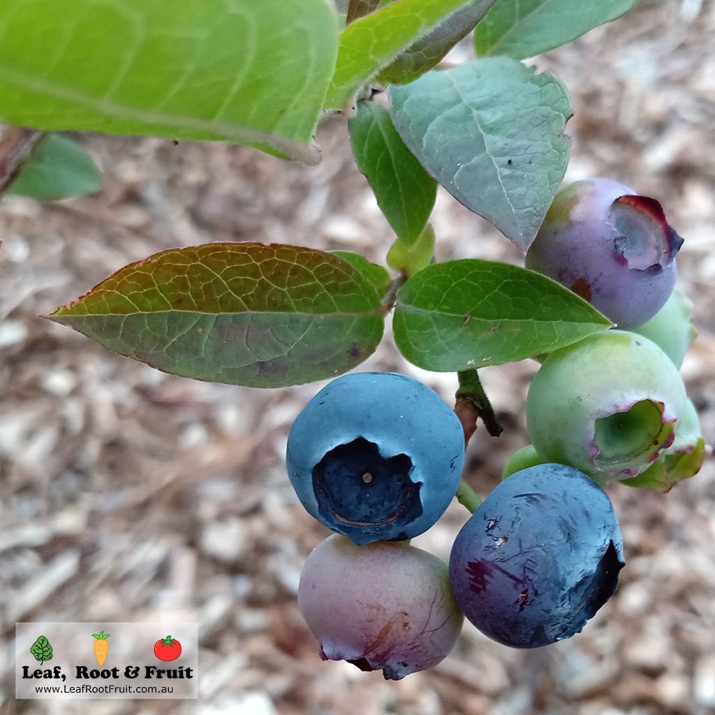 How to Grow Blueberries (Vaccinium spp.)