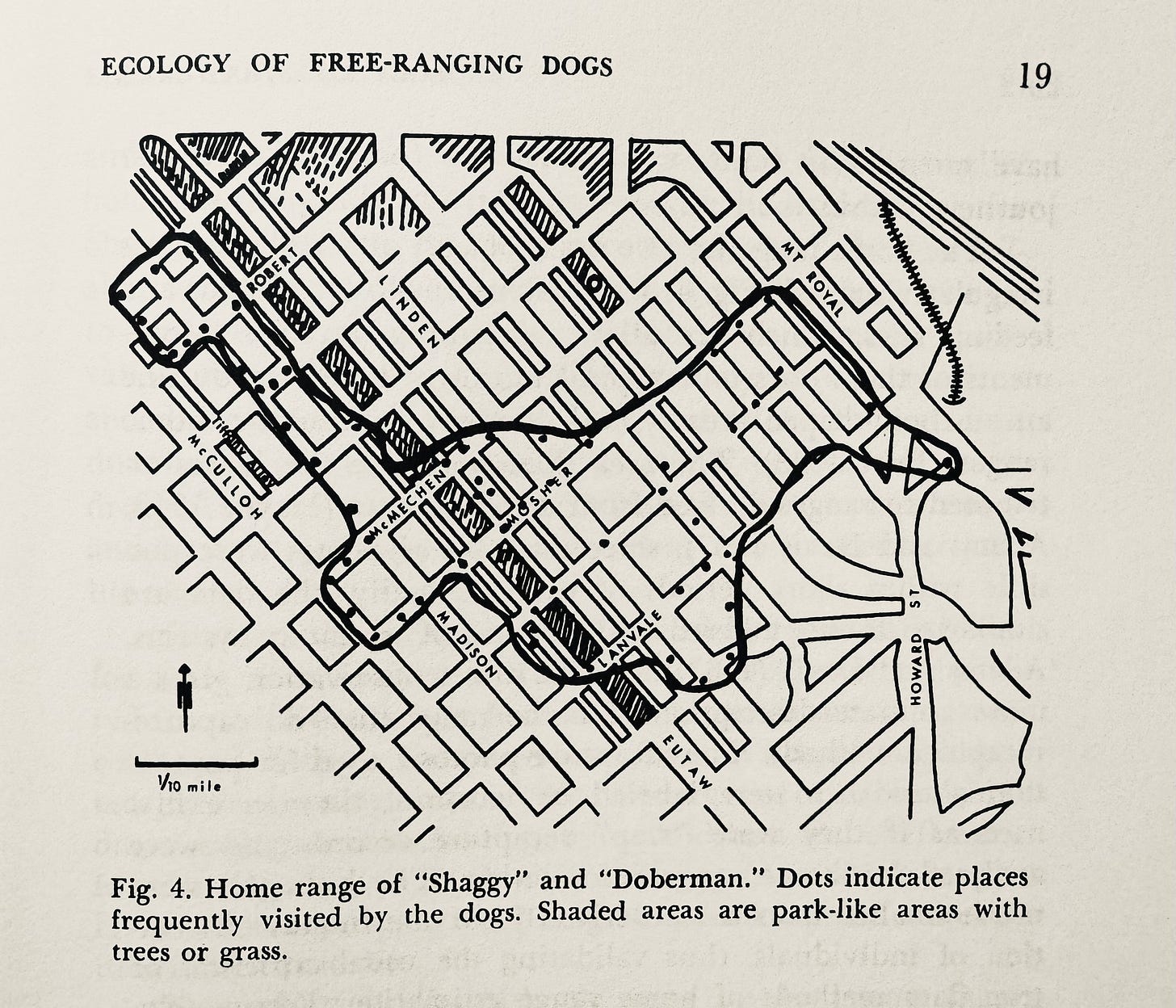 The Ecology of Stray Dogs - by Christopher Brown