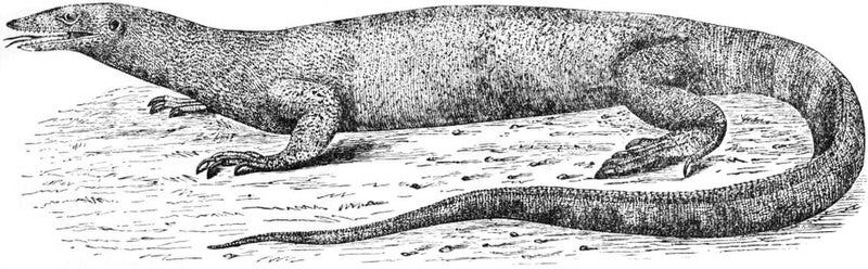 Florida's Invasive Species -- Nile Monitor Lizard