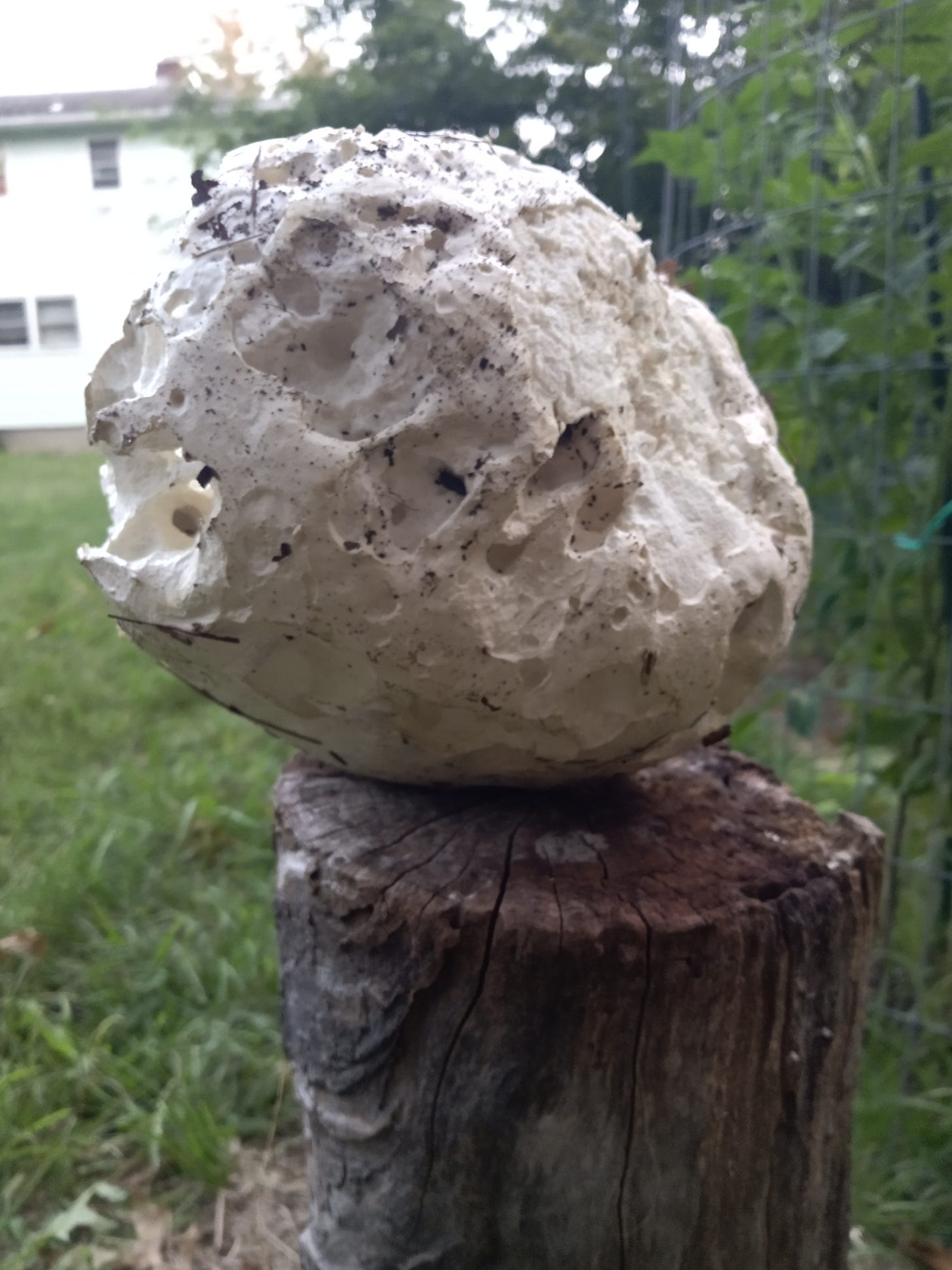 Baby Mushroom Skull Hunting - by Elliot Lessing