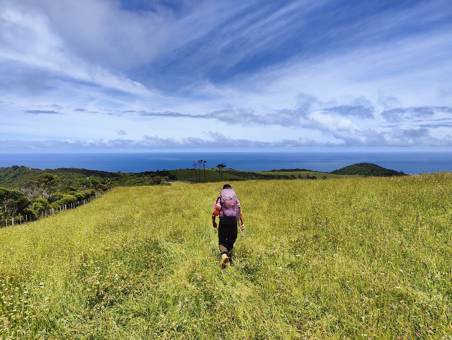 Hiking the Hillary Trail, in the Waitākere Ranges