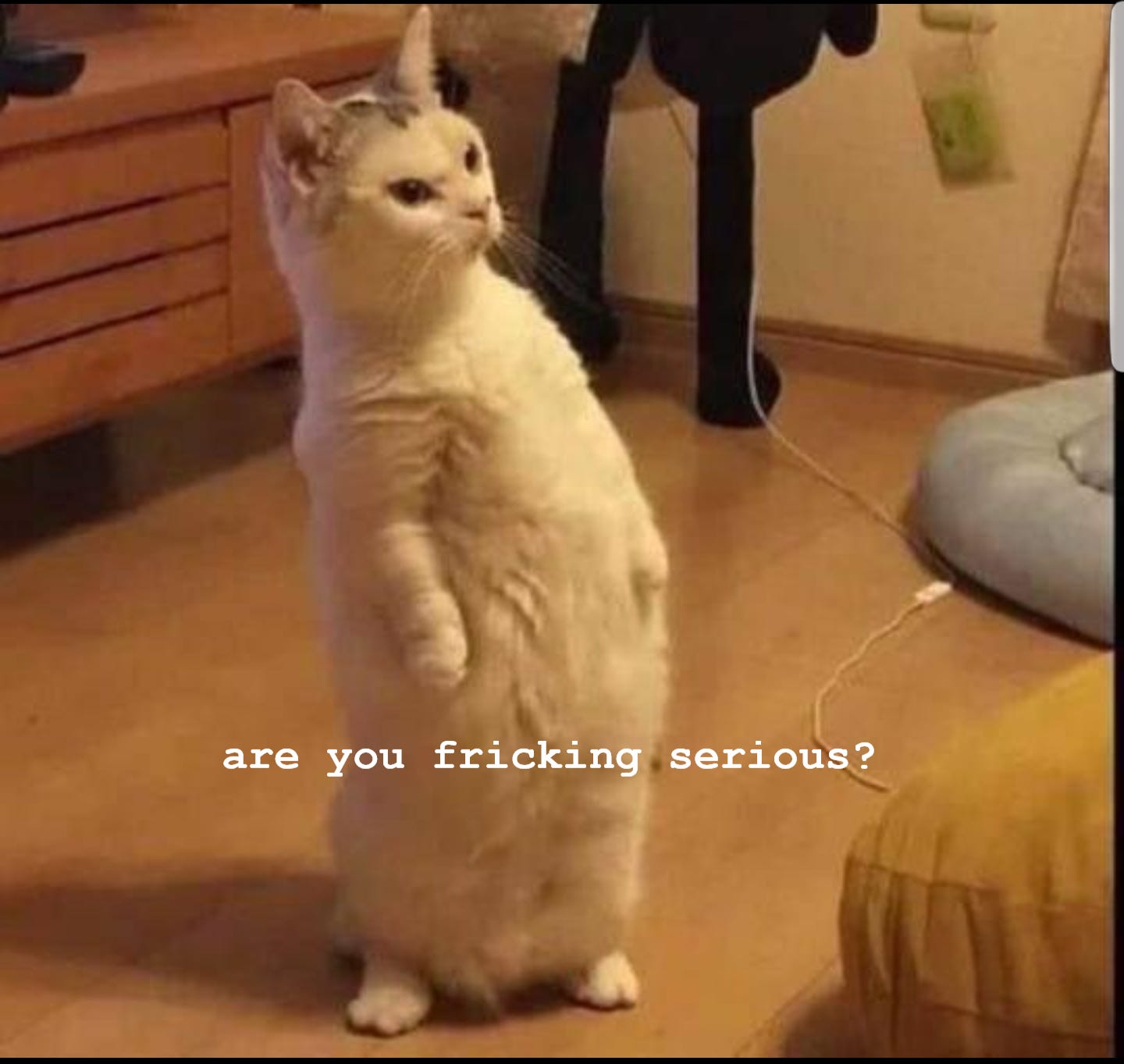 mistakes were made: collins edition, by el gato malo | STRAIGHT LINE LOGIC