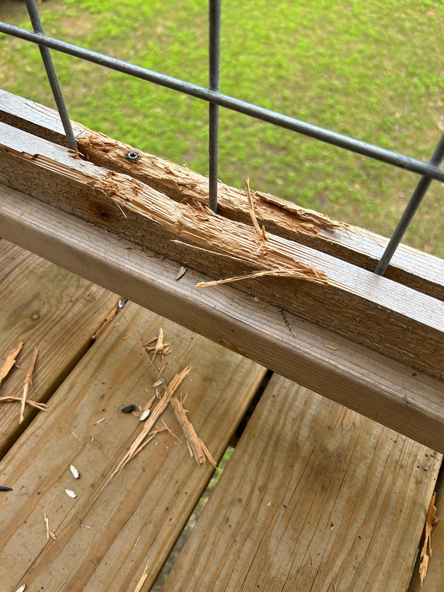 Haiku 28 - April 28, 2025 - Liz Garton Scanlon