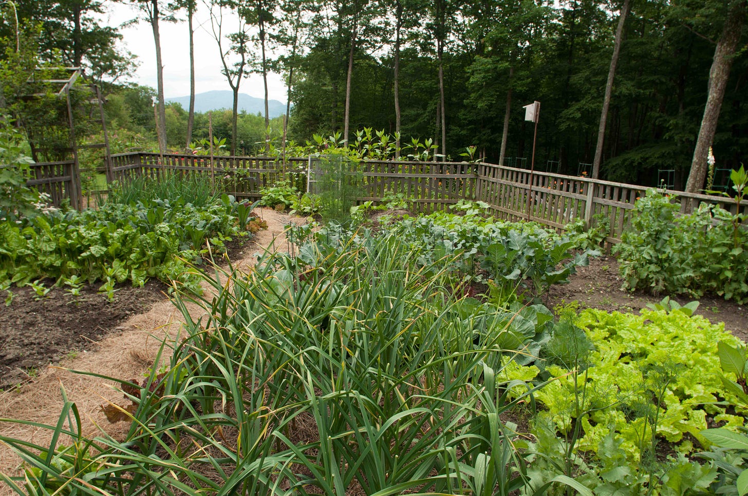 Establishing A Garden Path - by Ellen Ecker Ogden