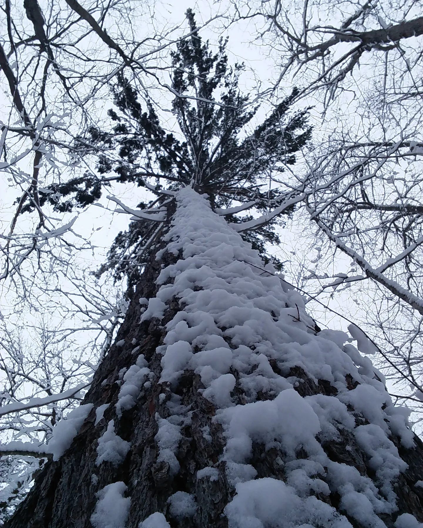 The Man I Am - by Steven Rothwell - Paddle to the Sea
