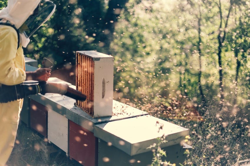 Techniques de récolte du miel - by Philippe Royer