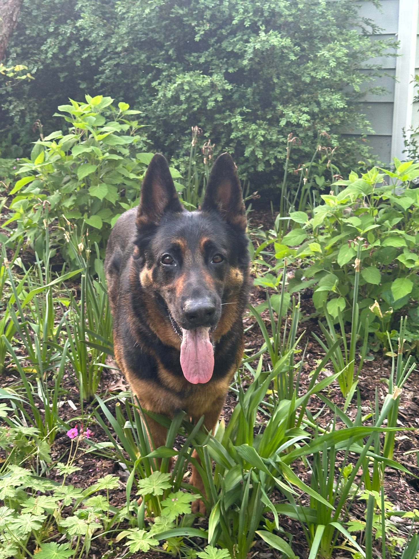 Anomie and Airsickness - by Charlie Sykes - To the Contrary