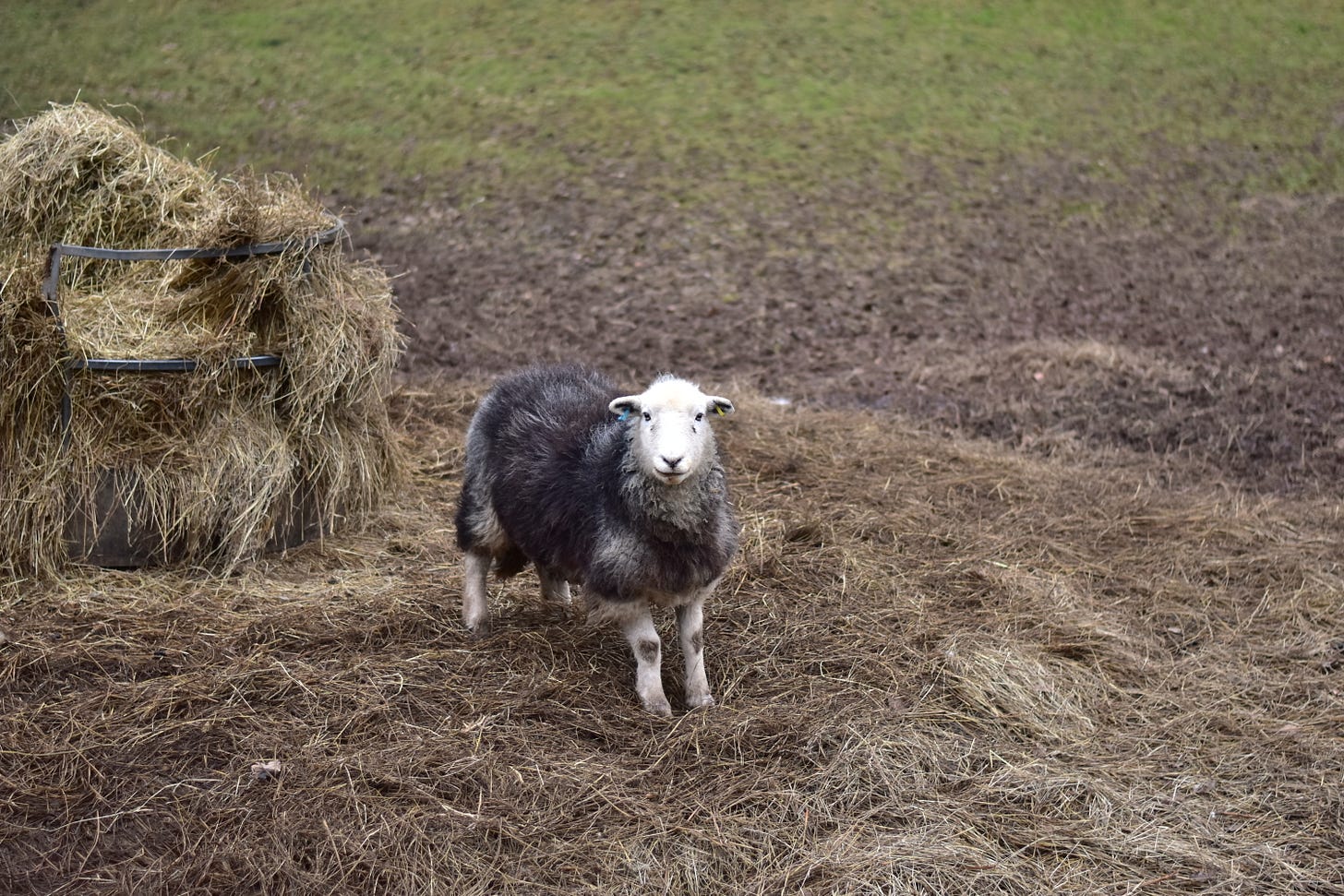 Hefted to our land: Cumbria's Herdwick - by Jacob Smith