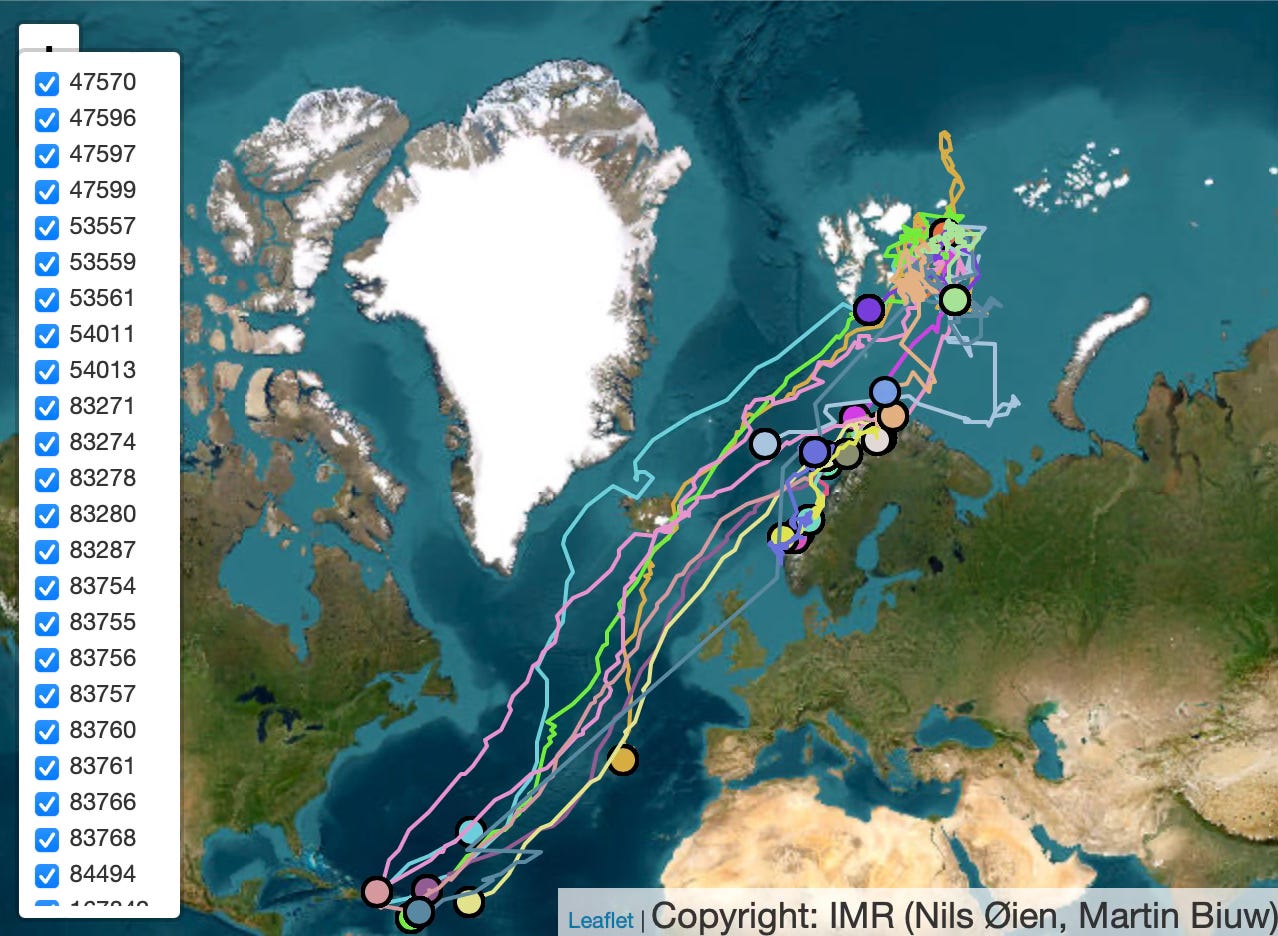 Humpback Whale Migration - by Doug Greenfield