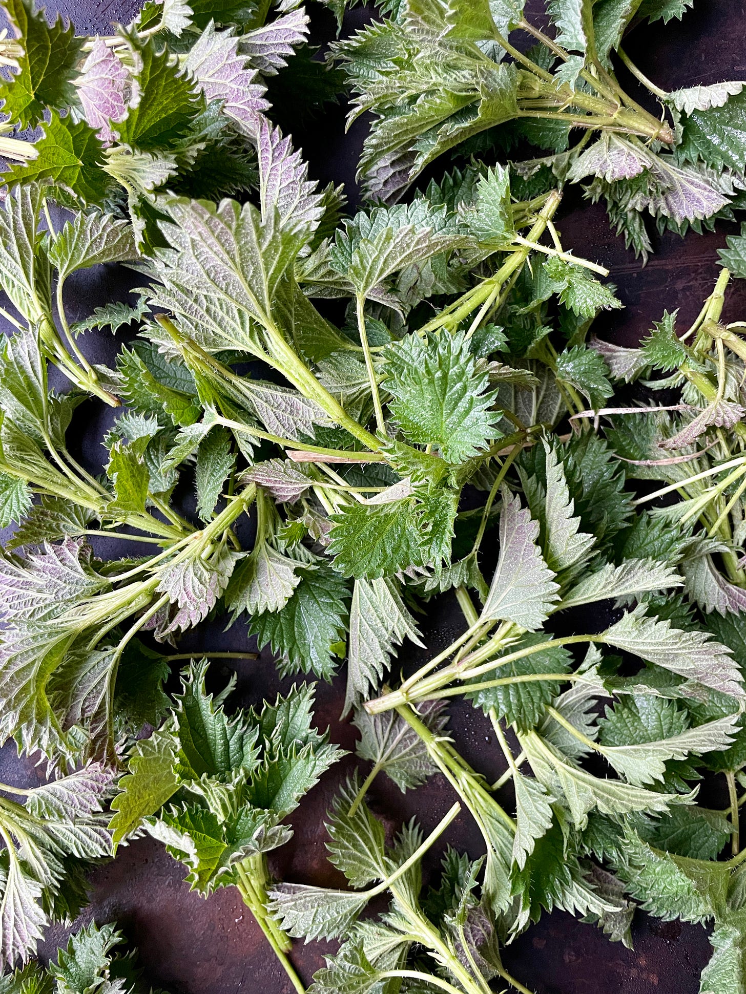 Irish Brown Soda Bread with Nettles - by Susan Spungen