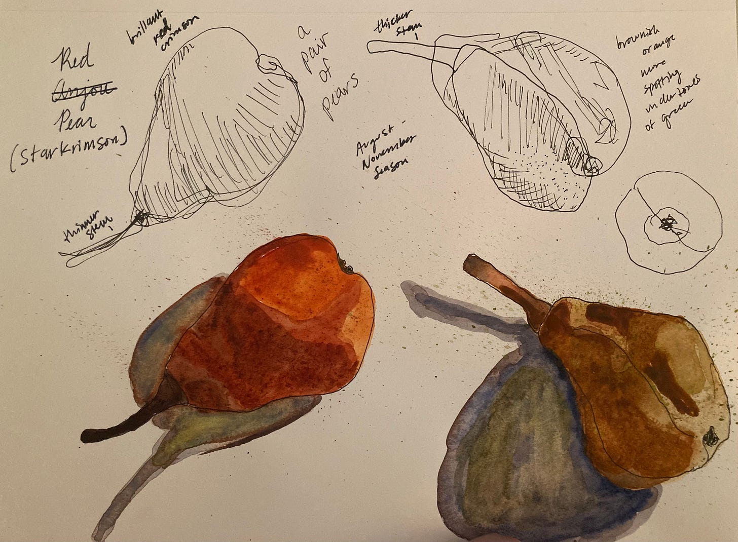 Artist's Collections - by Wendy MacNaughton