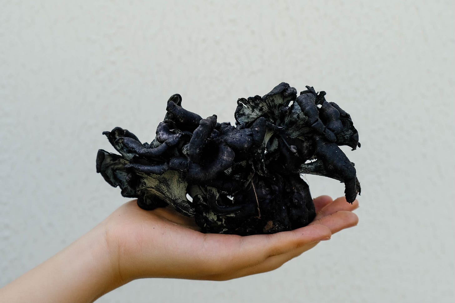 Guide to Yunnan's edible wild mushrooms, summer 2024