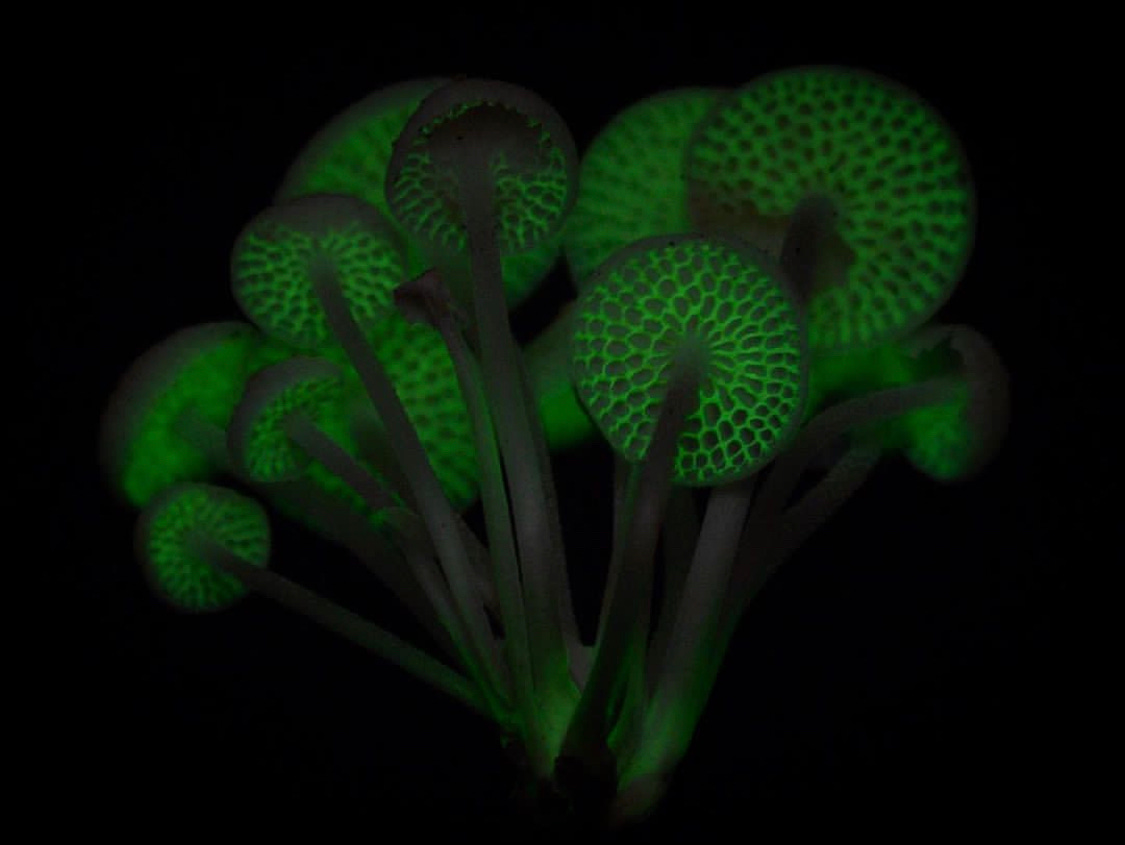 A Luminous Porecap and Other Fungi in Kuala Lumpur