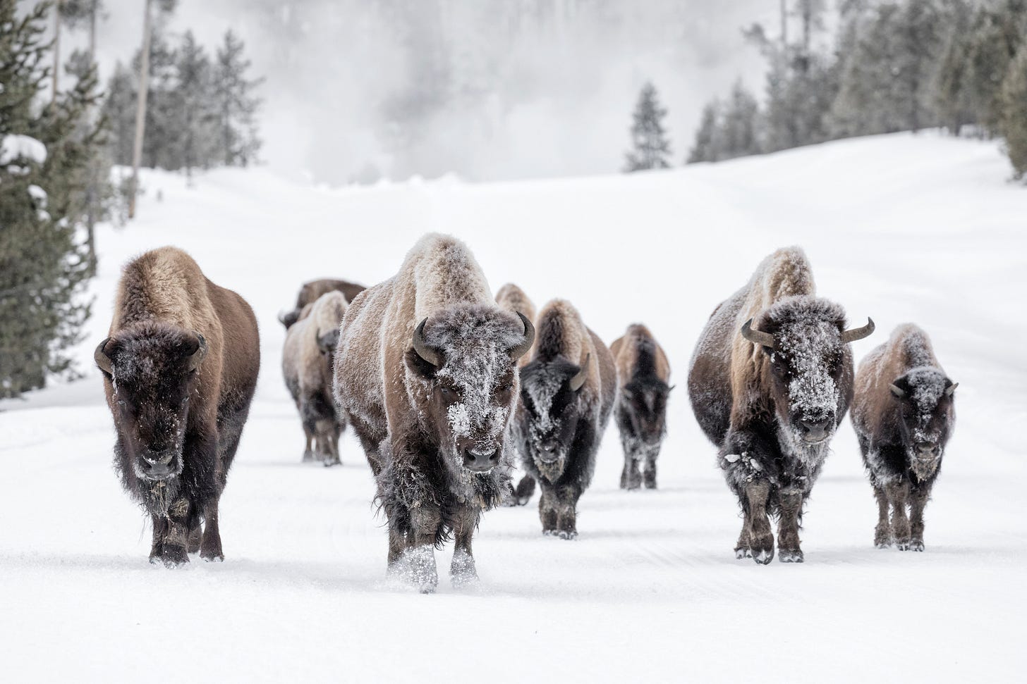 The Great Bison Decline: How Westward Expansion Devastated America’s ...